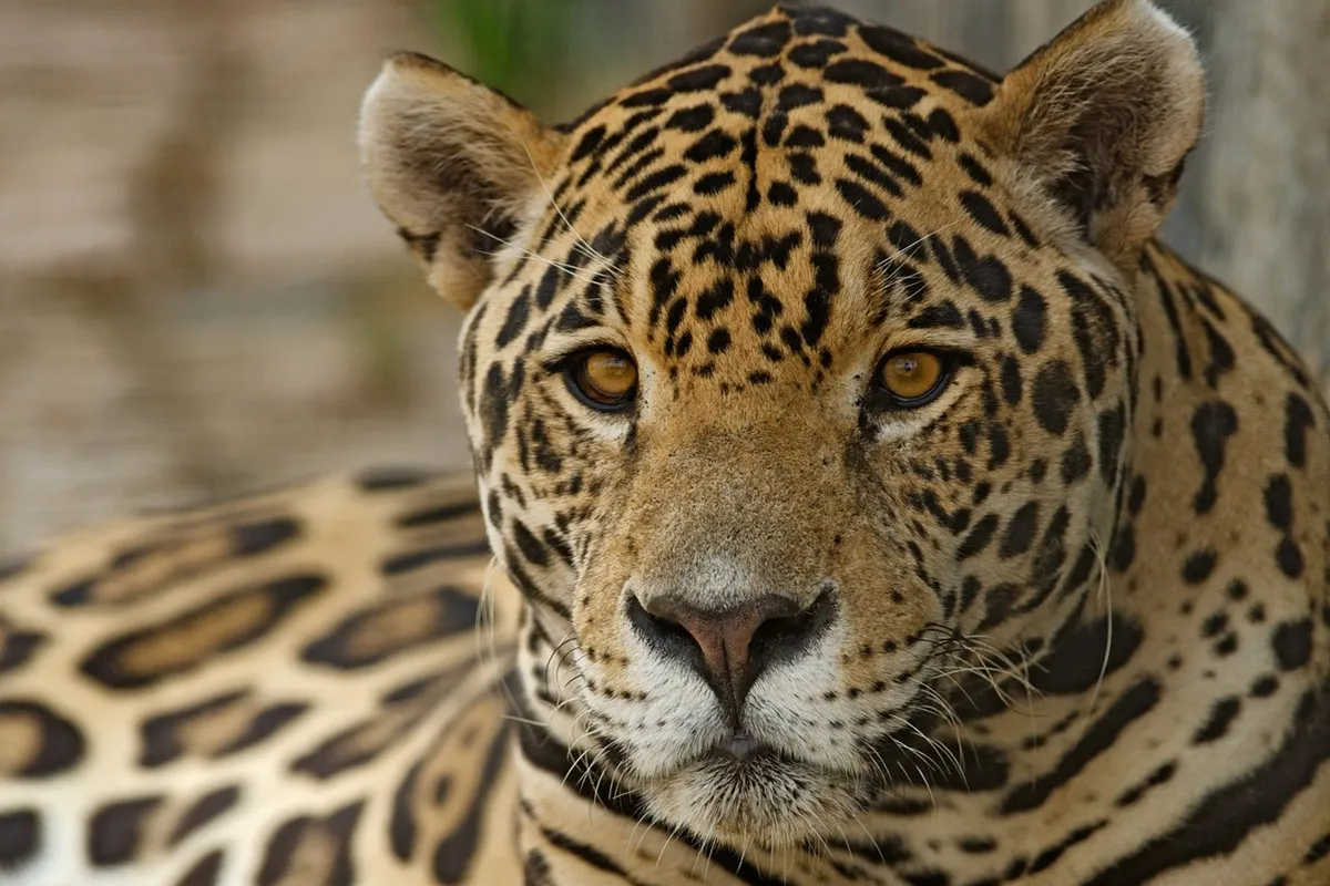 Observação da onça-pintada no Pantanal