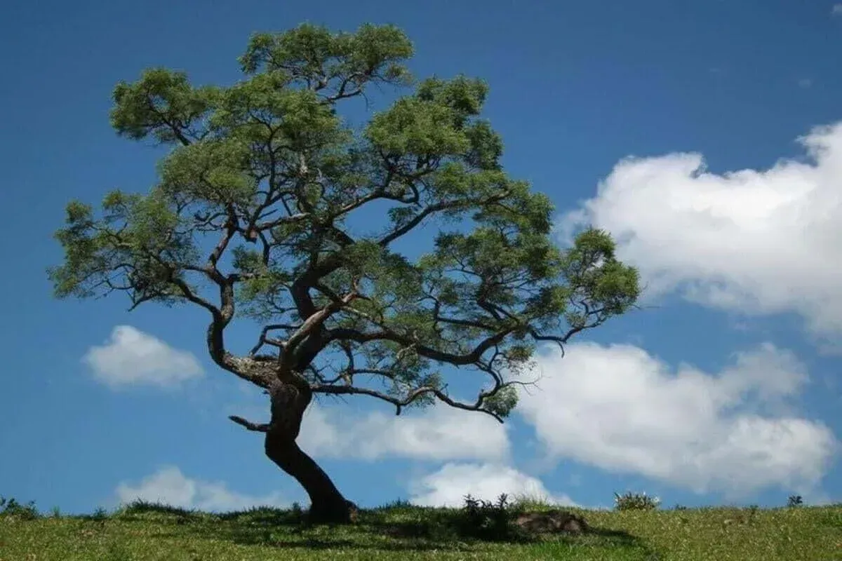Conheça mais sobre a árvore do cerrado Sul-Mato-Grossense