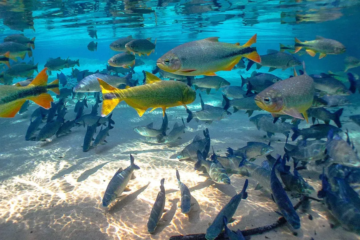 Viagem Bonito Mato Grosso do Sul